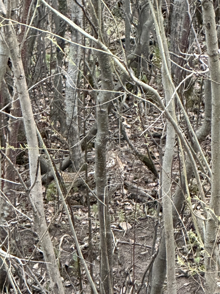 Ruffed Grouse from Lake Shore Rd, Superior, WI, US on May 17, 2023 at ...