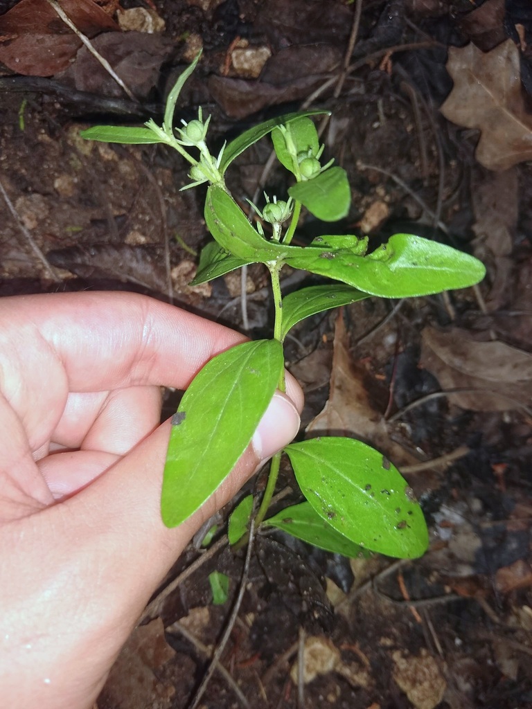 Pinkroots from Riverplace, Austin, TX 78730, USA on May 15, 2023 at 06: ...