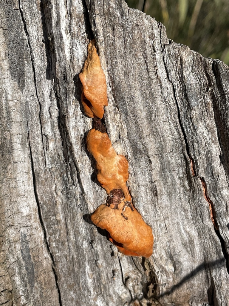 Southern Cinnabar Polypore from Alpine Shire, Porepunkah, VIC, AU on ...