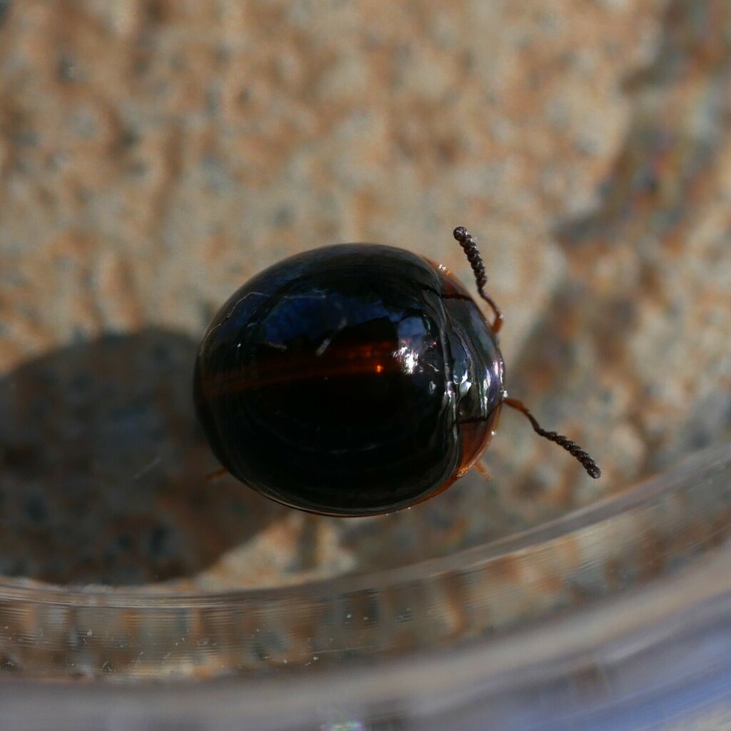 Cucujiform Beetles in January 2023 by bushreader. 2mm long. Area is ...