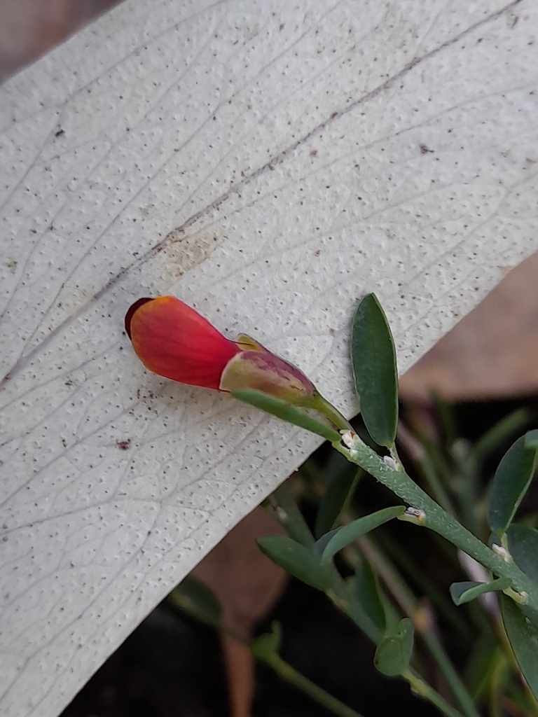 Bossiaea from South Pacific Heathland Reserve on May 18, 2023 at 09:46 ...