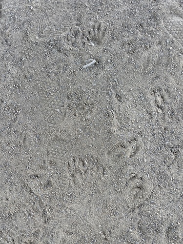 Raccoon Tracks – NatureTracking