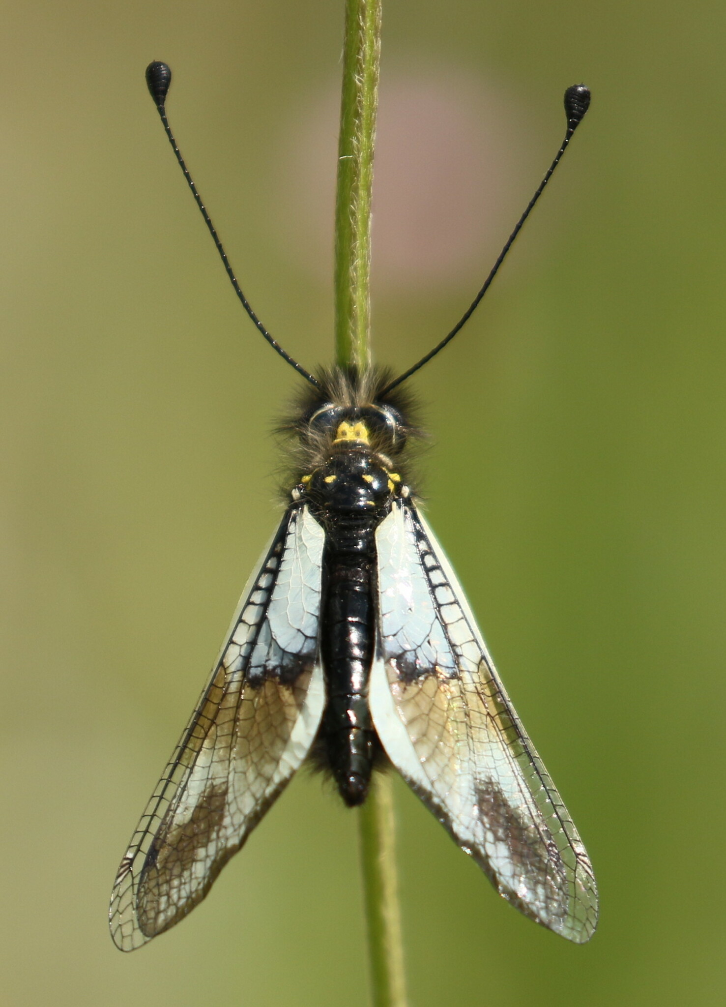 Libelloides lacteus (Brullé, 1832)
