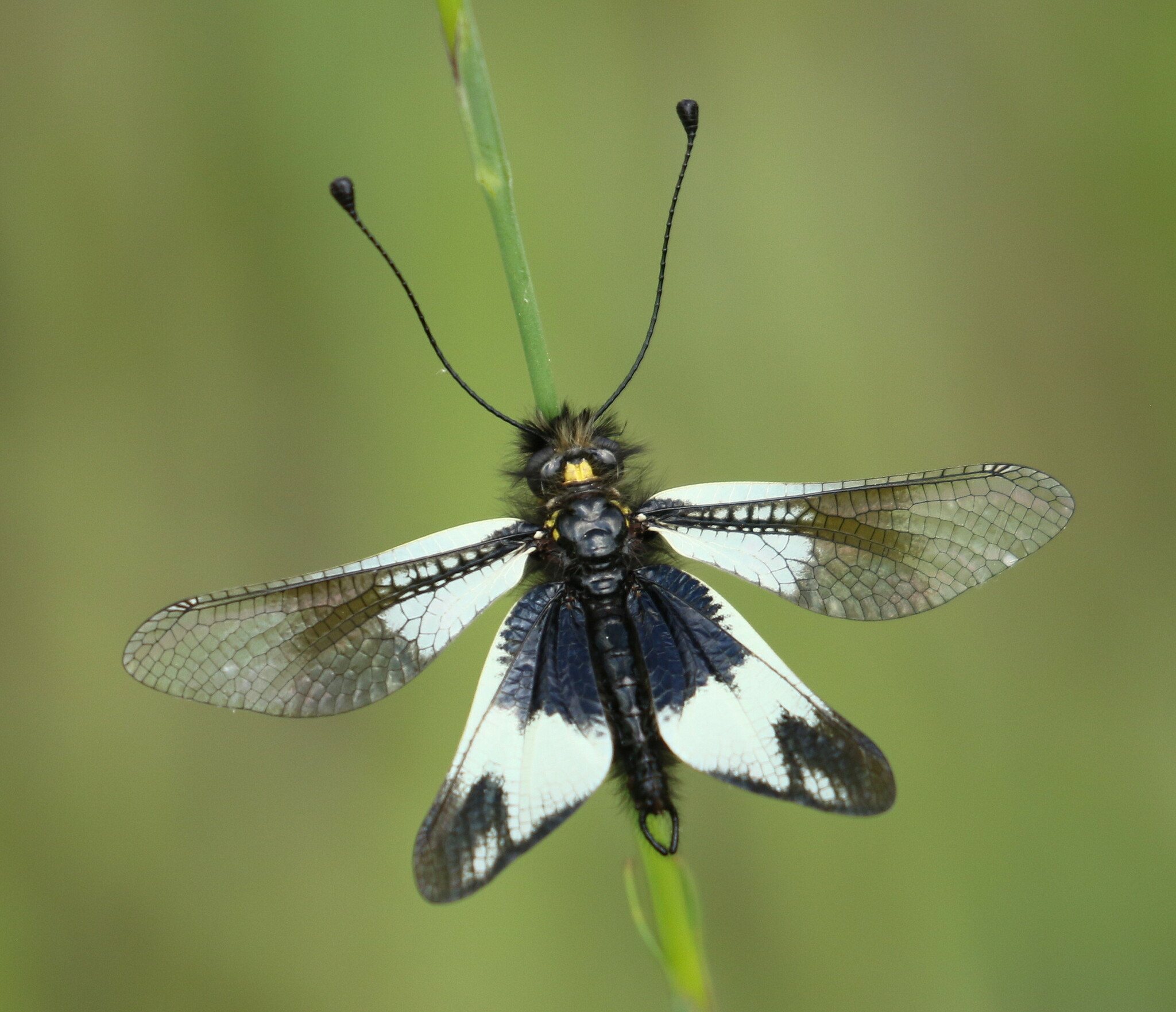 Libelloides lacteus (Brullé, 1832)
