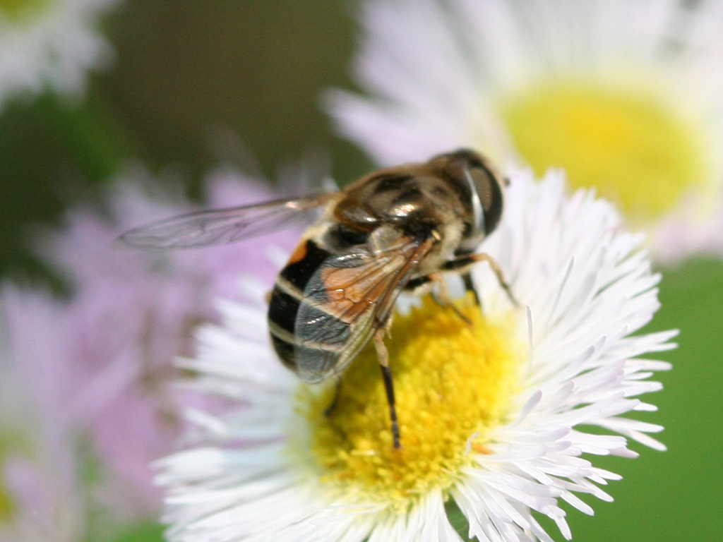 Eurasian Drone Fly from Shepard Settlement, Onondaga County, NY, USA on ...