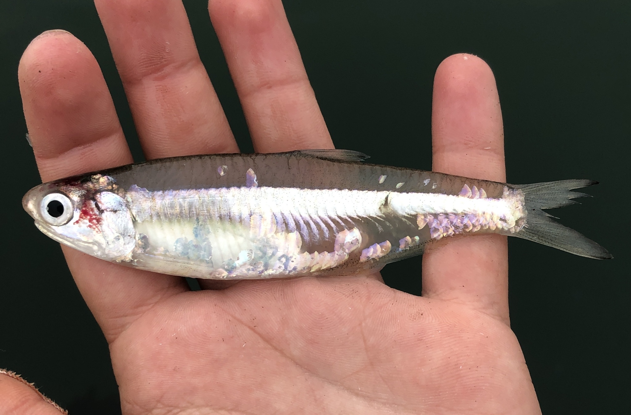 Anchoa compressa (Girard, 1858)