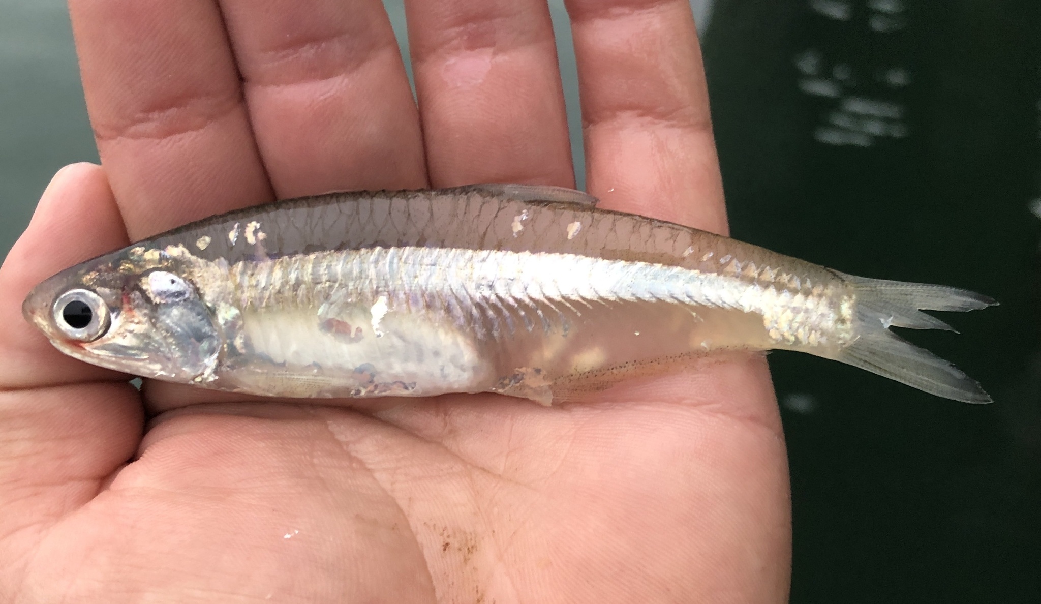 Anchoa compressa (Girard, 1858)