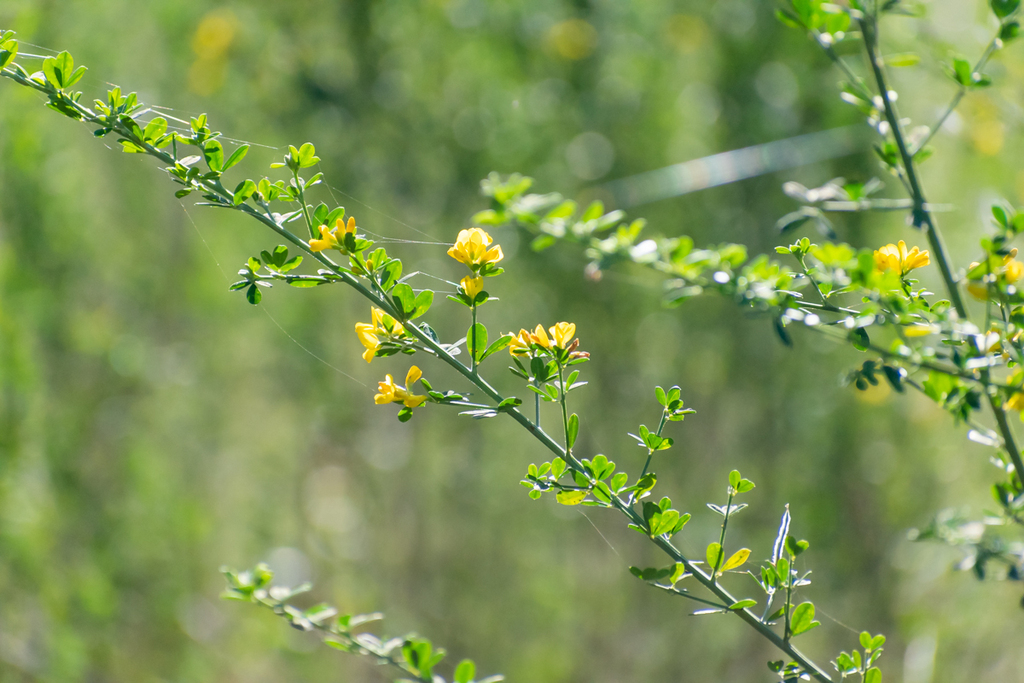 French broom from Concepcion, Bío Bío, Chile on May 13, 2023 at 03:48 ...