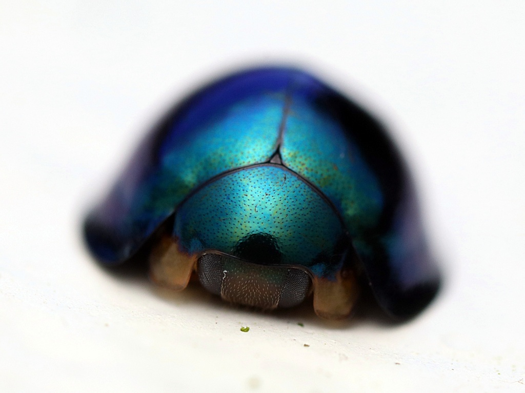 Steelblue Lady Beetle from Kaeo, New Zealand on May 13, 2022 at 11:36 ...
