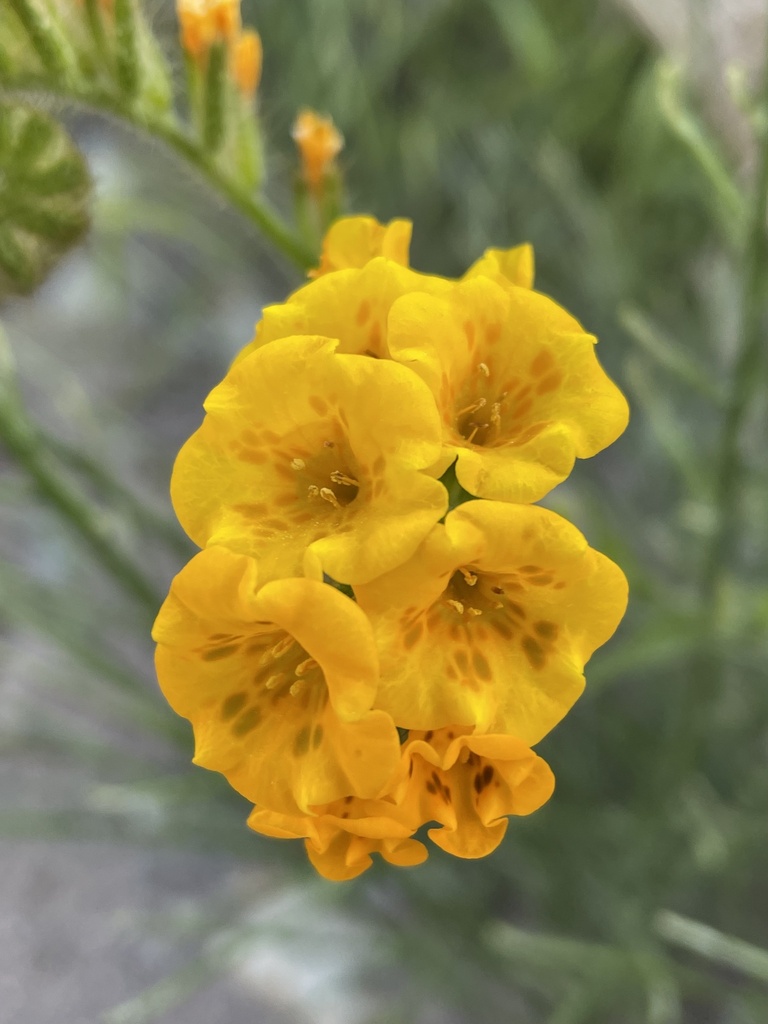 Douglas' fiddleneck in May 2023 by Christian Schwarz · iNaturalist