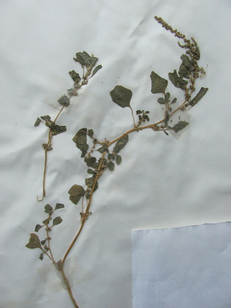 purple amaranth in July 1986 by Chuck Thomas. syn. A. lividus L ...