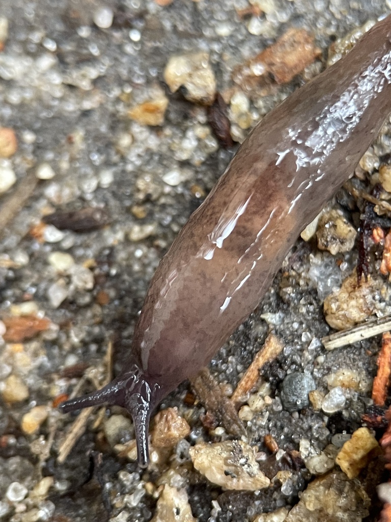 Smooth Land Slugs from Boundary Tk E, Frankston South, VIC, AU on May ...