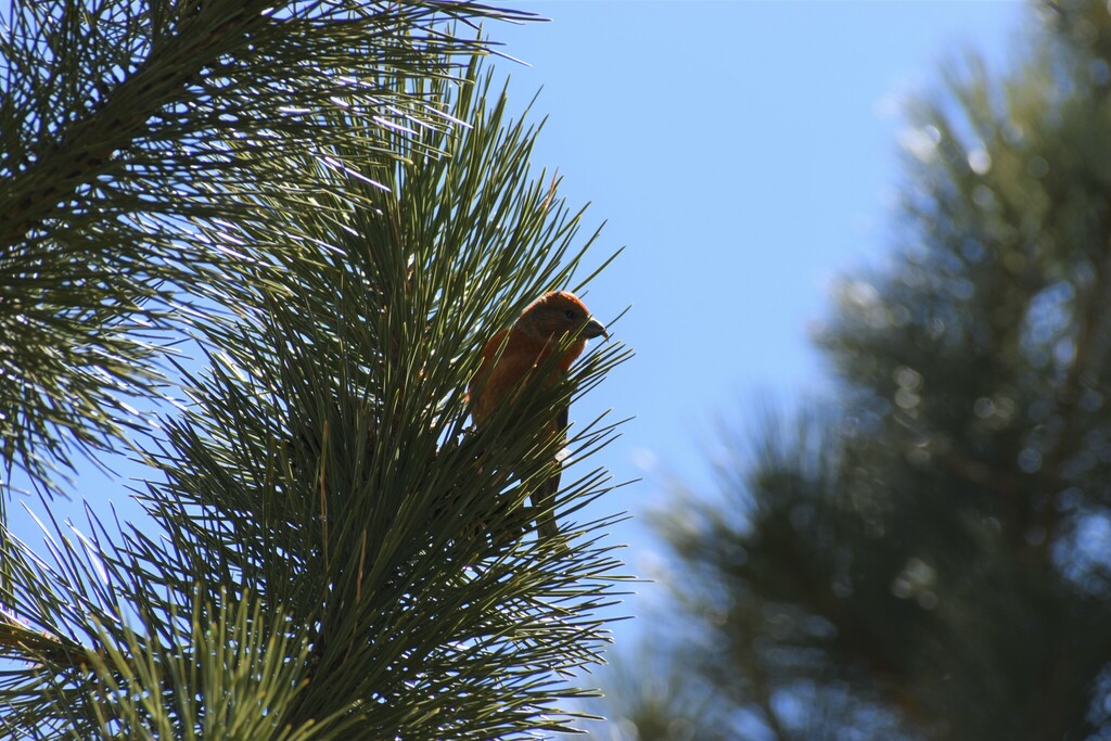 Red Crossbill from Chaffee County, CO, USA on April 15, 2023 at 01:38 ...