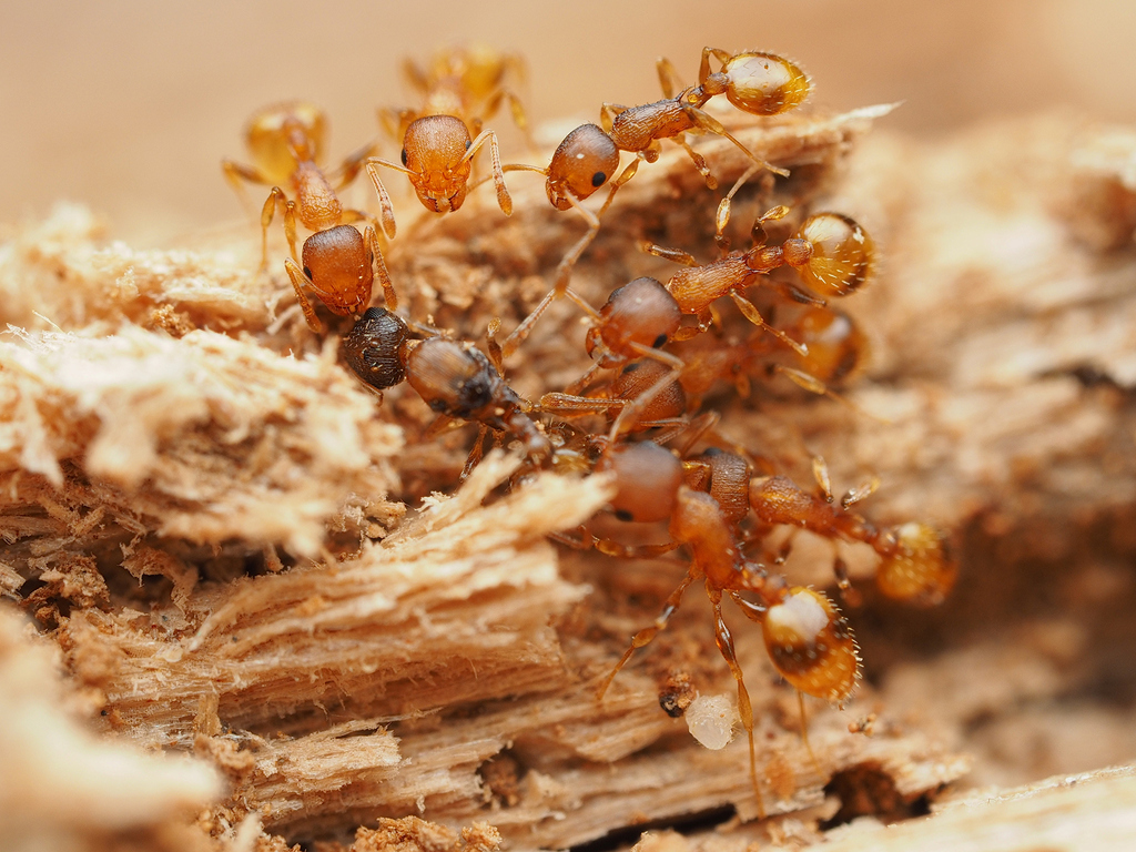 Bent-spined Acorn Ant from Central Park, New York, New York, United ...