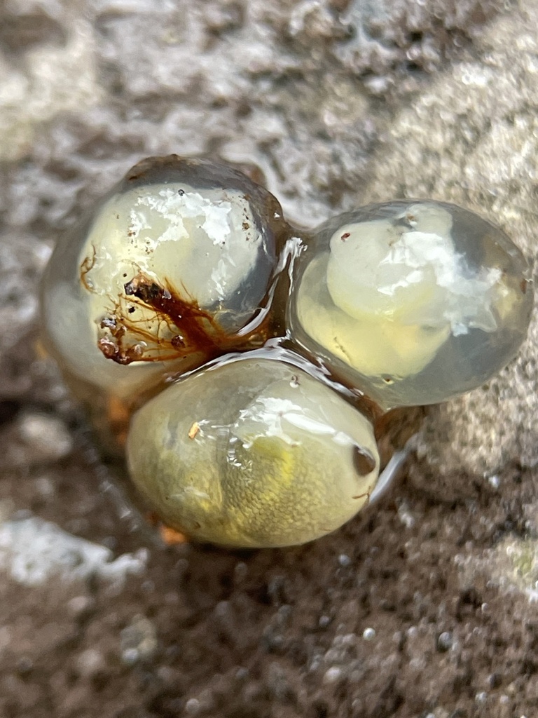 Hedgehog Slug from Boundary Tk E, Frankston South, VIC, AU on May 18 ...