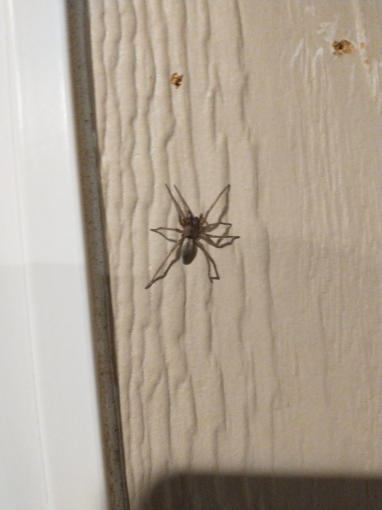 Common House Spider from Castle Rock, CO, USA on May 17, 2023 at 09:10 ...