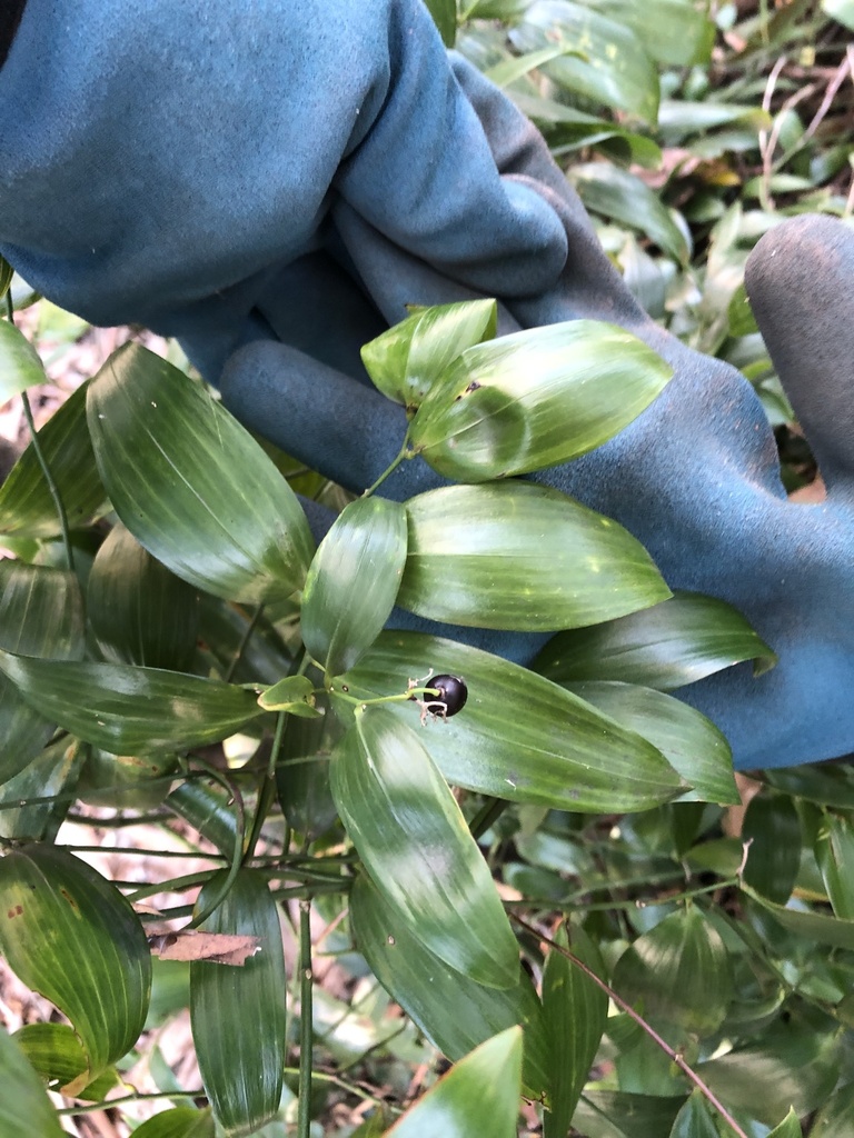 Climbing Lily from Boundary Rd, Coorparoo, QLD, AU on May 18, 2023 at ...