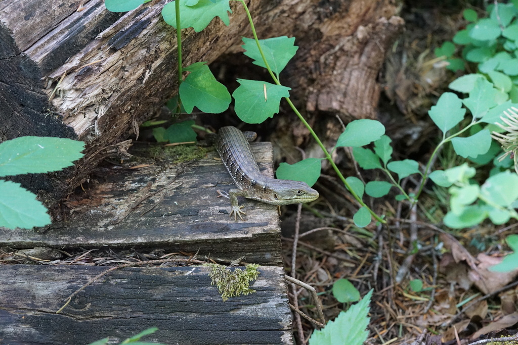 Southern Alligator Lizard from Columbia River Gorge National Scenic ...