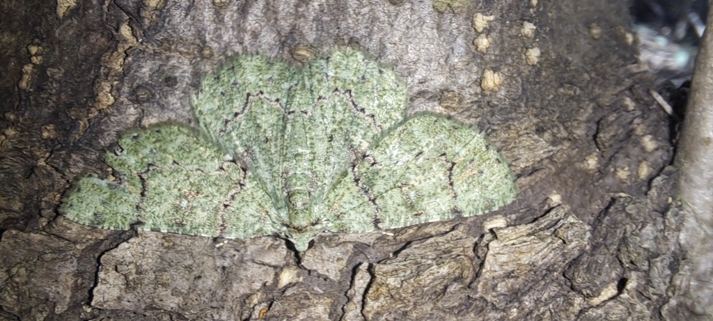 Aeolochroma hypochromaria from 6M47+C5 Mulgoa Nature Reserve, Mulgoa ...