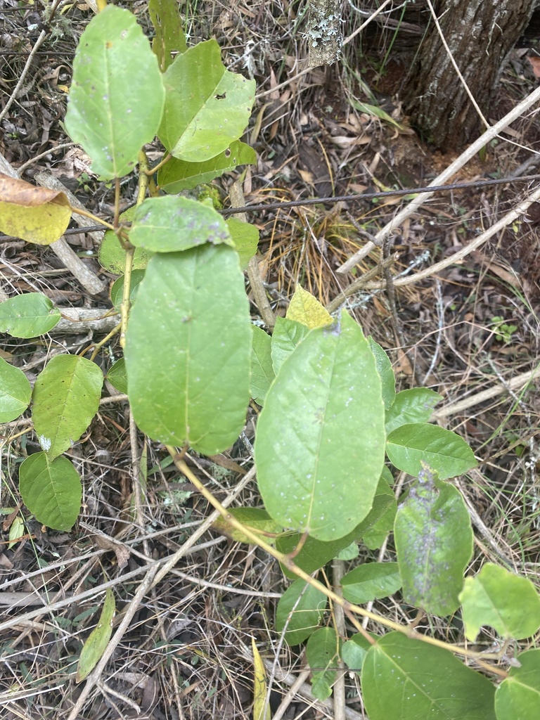 Kangaroo Vine from Upper Flagstone, QLD, AU on May 18, 2023 at 11:26 AM ...