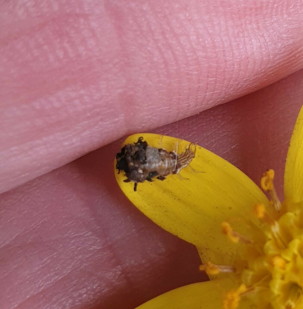 Mallada basalis from Orakei, Auckland, New Zealand on May 18, 2023 at ...