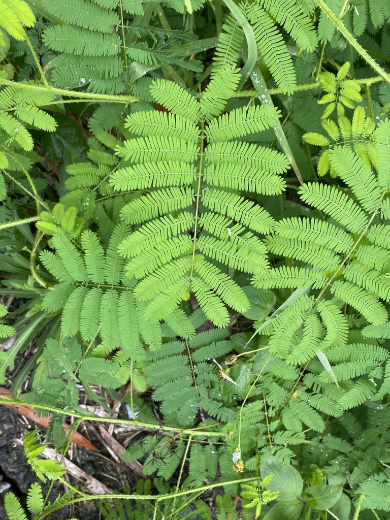 giant false sensitive plant from 台灣花蓮縣 on May 15, 2023 at 11:01 AM by ...