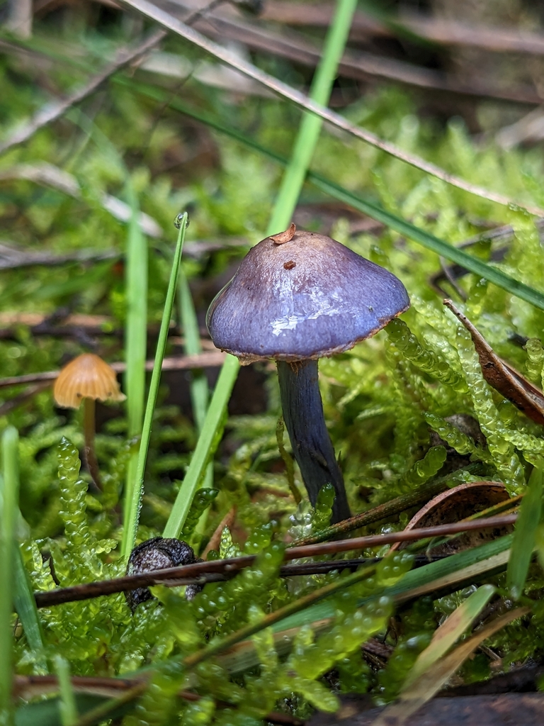 elegant blue webcap from Yarra Ranges - Seville, AU-VI, AU on May 18 ...