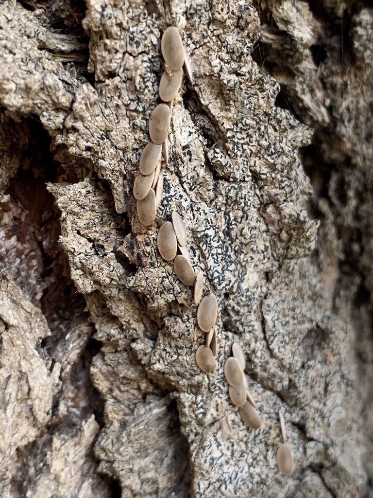 Insects from Rosedown Dr, Corpus Christi, TX, US on December 27, 2019 ...
