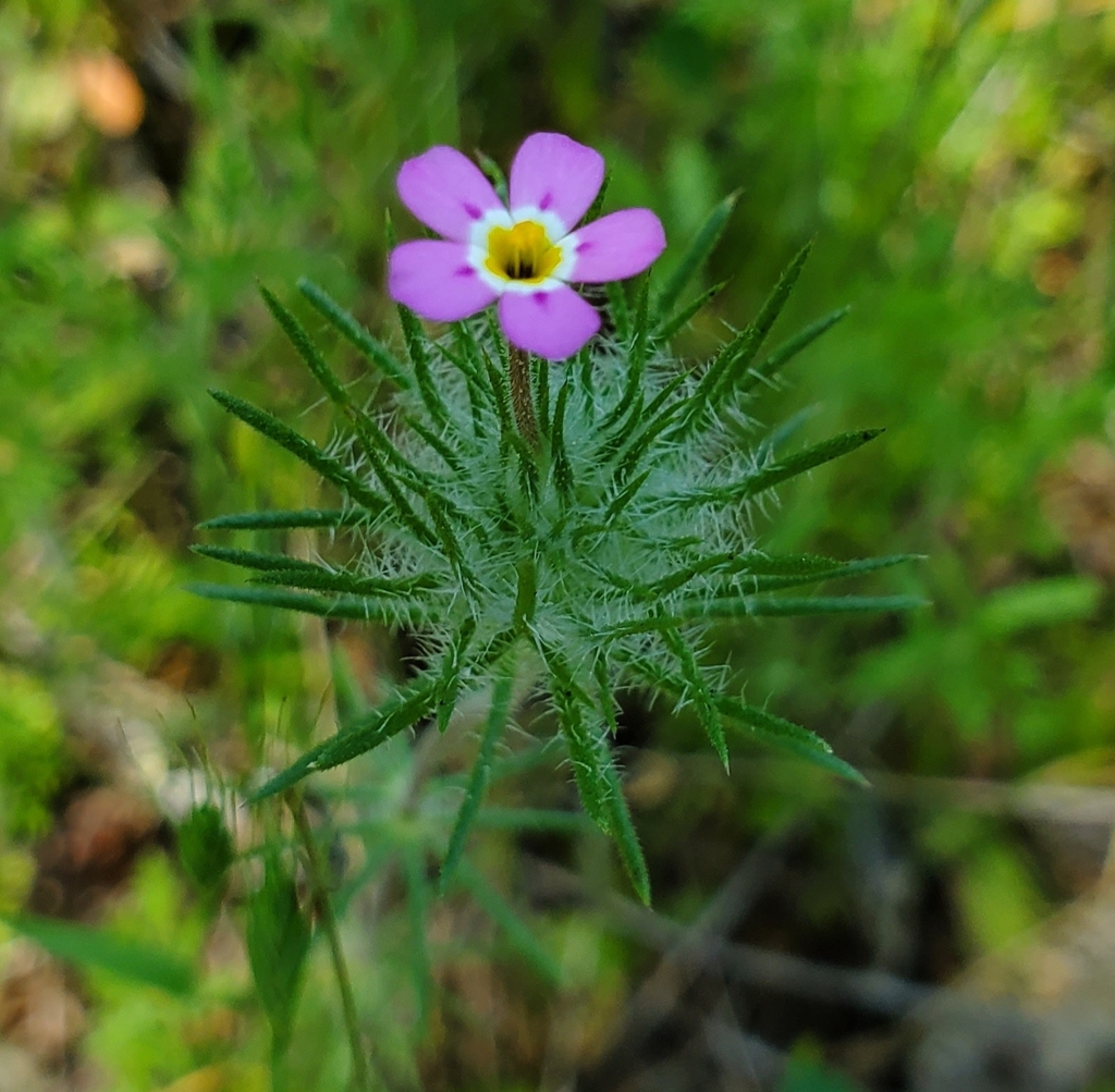 Whiskerbrush from Livermore, CA 94551, USA on May 17, 2023 at 01:33 PM ...