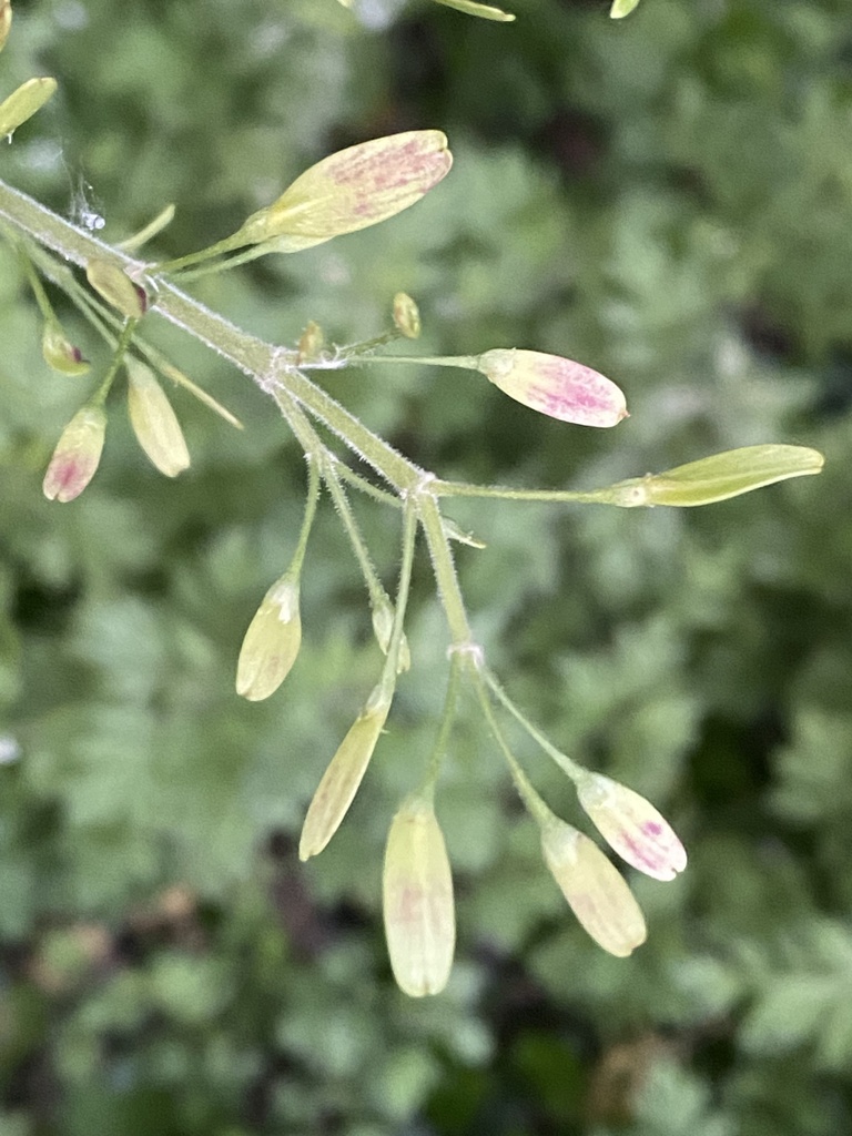 olive family (Oleaceae) - Botanical Realm