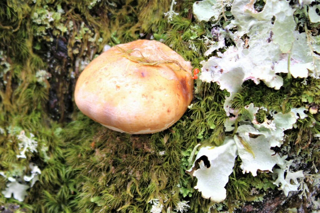 Veiled Polypore from Mt Tamalpais, California 94941, USA on May 8, 2023 ...