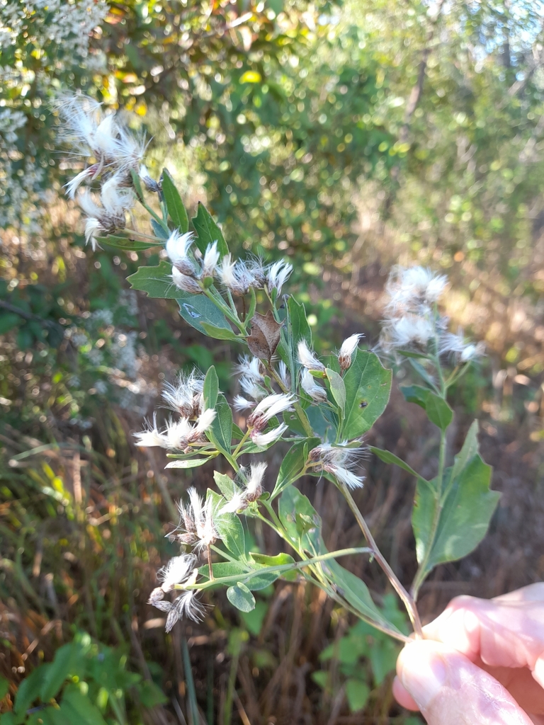 groundsel tree from River Heads QLD 4655, Australia on May 17, 2023 at ...
