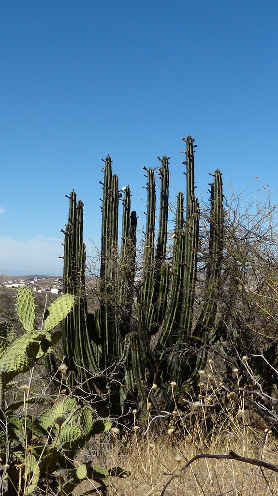 Pitaya de Queretaro from Guanajuato, Gto. on March 24, 2013 by Art Mur ...