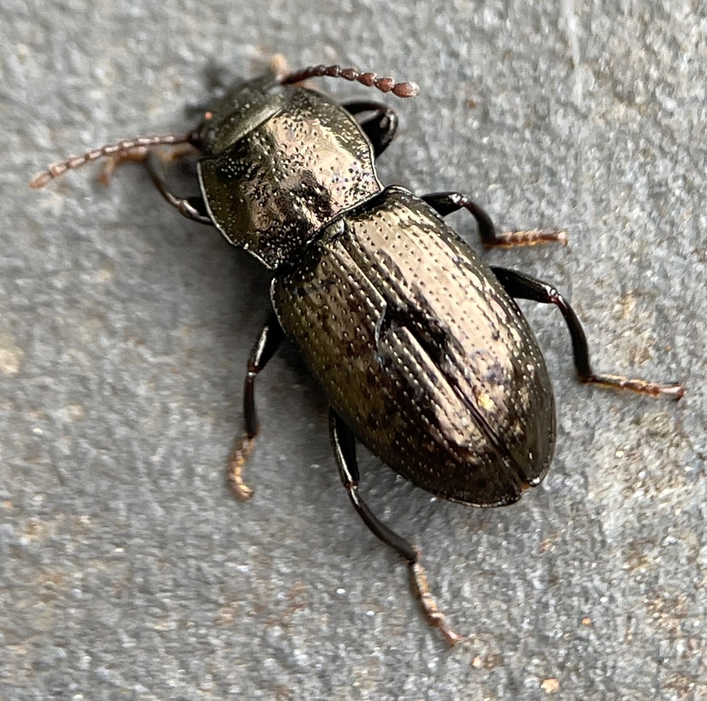 Adelium from Boundary Tk E, Frankston South, VIC, AU on May 18, 2023 at ...