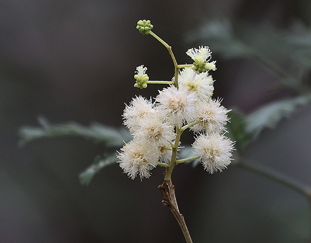 Deane's wattle from Mitiamo VIC 3573, Australia on May 6, 2023 at 02:29 ...