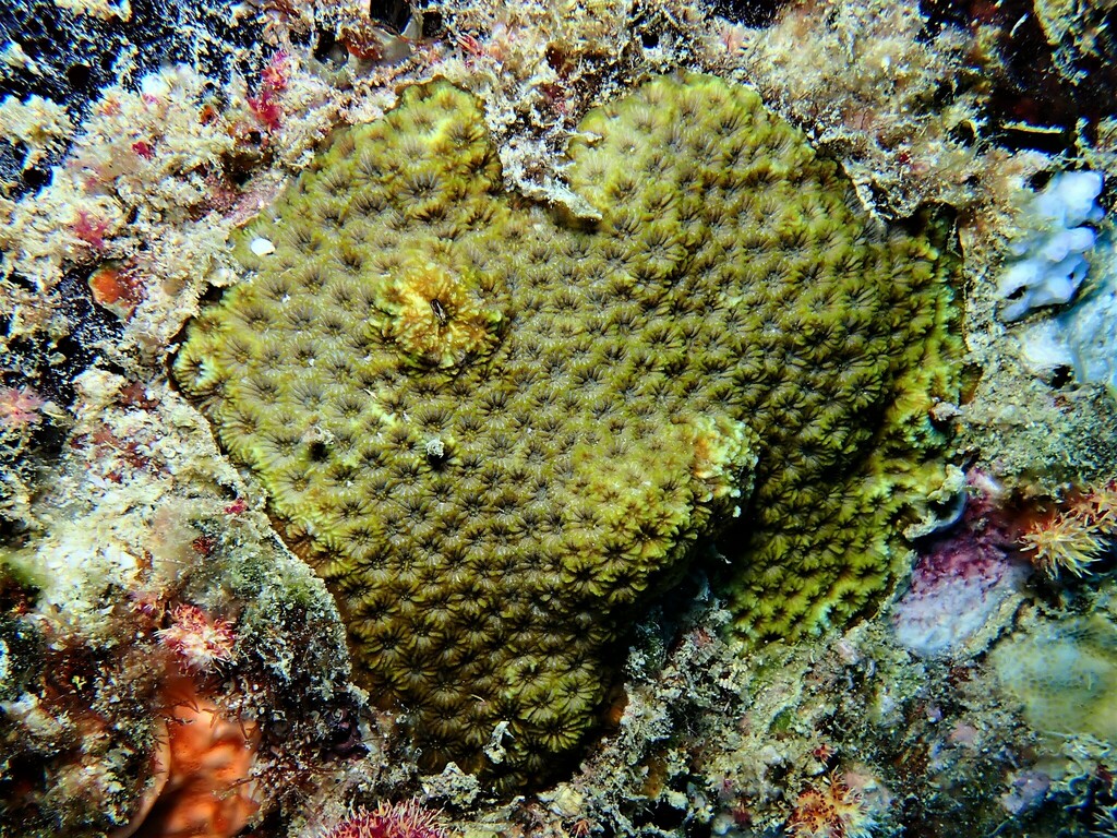 Favites pentagona from Glacis, SC on May 16, 2023 at 10:07 AM by Juan ...