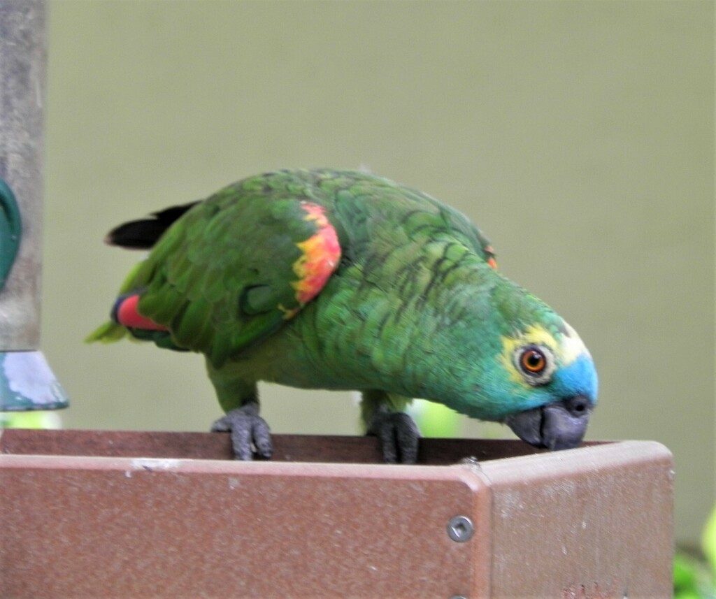 Turquoise-fronted Parrot in April 2013 by Scott Flamand. This parrot ...