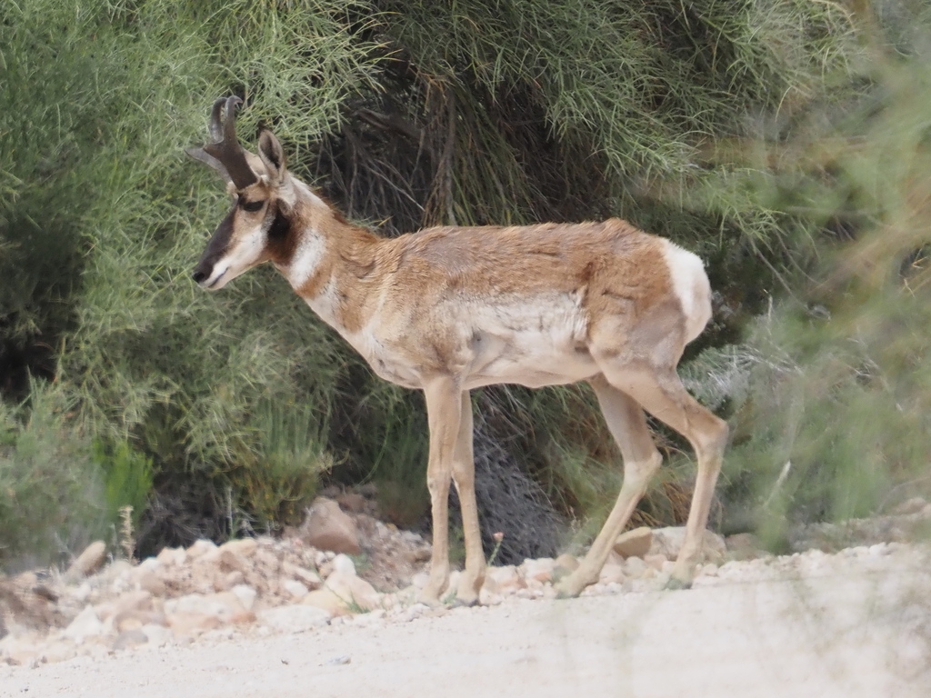 Pronghorn from Yavapai County, AZ, USA on May 16, 2023 at 03:34 PM by ...