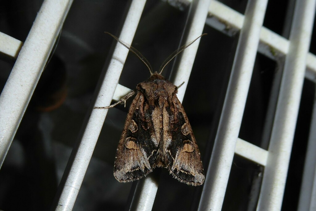 Ichneutica scutata from Waikouaiti, New Zealand on May 06, 2023 at 09: ...