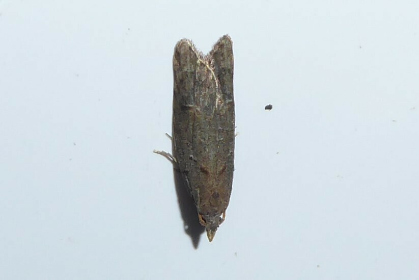 Raspberry Bud Moth from Waikouaiti, New Zealand on May 06, 2023 at 10: ...