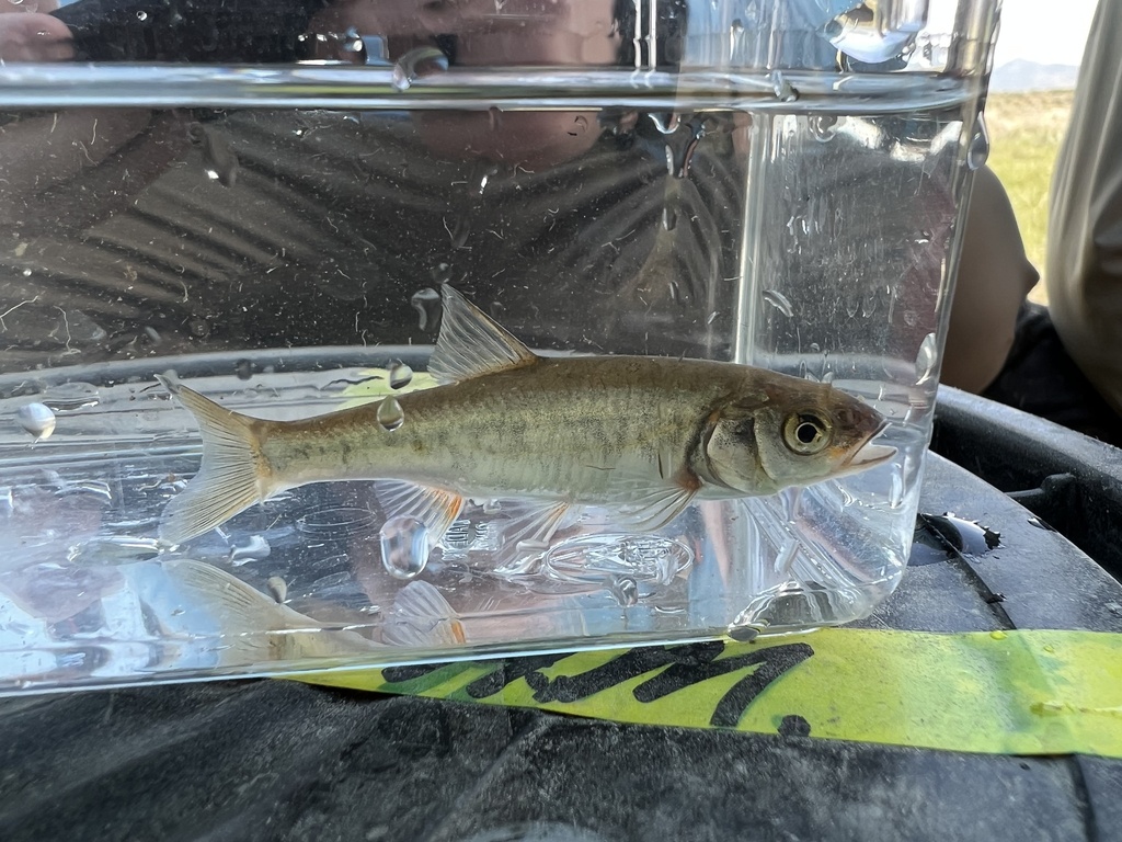 White River Spinedace in May 2023 by Corey Lange · iNaturalist
