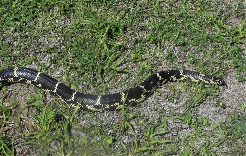 Eastern Kingsnake in March 2012 by Scott Flamand · iNaturalist