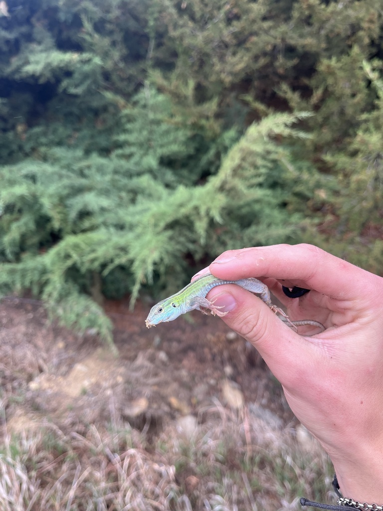 Prairie Racerunner in May 2023 by Liam Hopkins. First of the trip ...