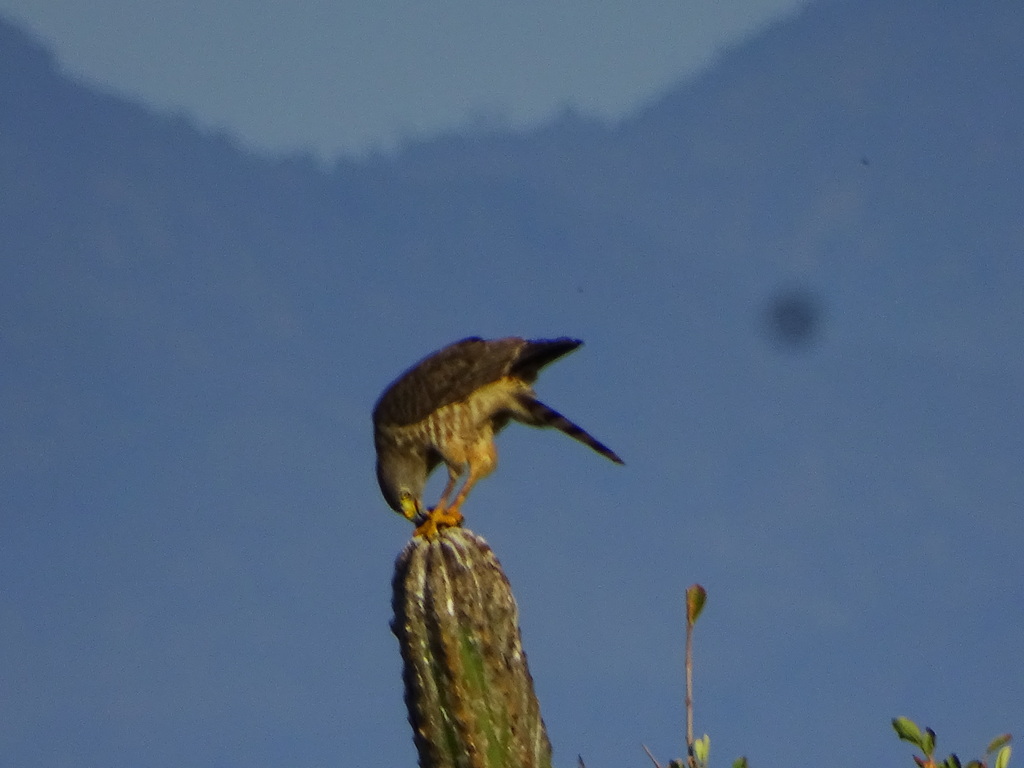 Roadside Hawk from San Pedro Huamelula, Oax., México on November 11 ...