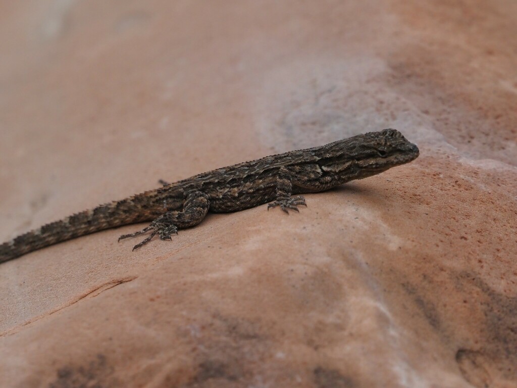 Ornate Tree Lizard from Yavapai County, AZ, USA on May 16, 2023 at 11: ...