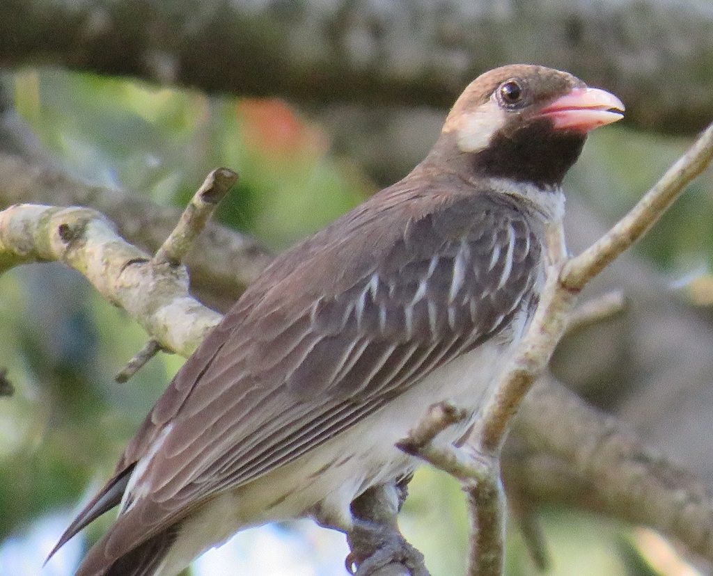Typical Honeyguides (Indicator) - Avian Discovery