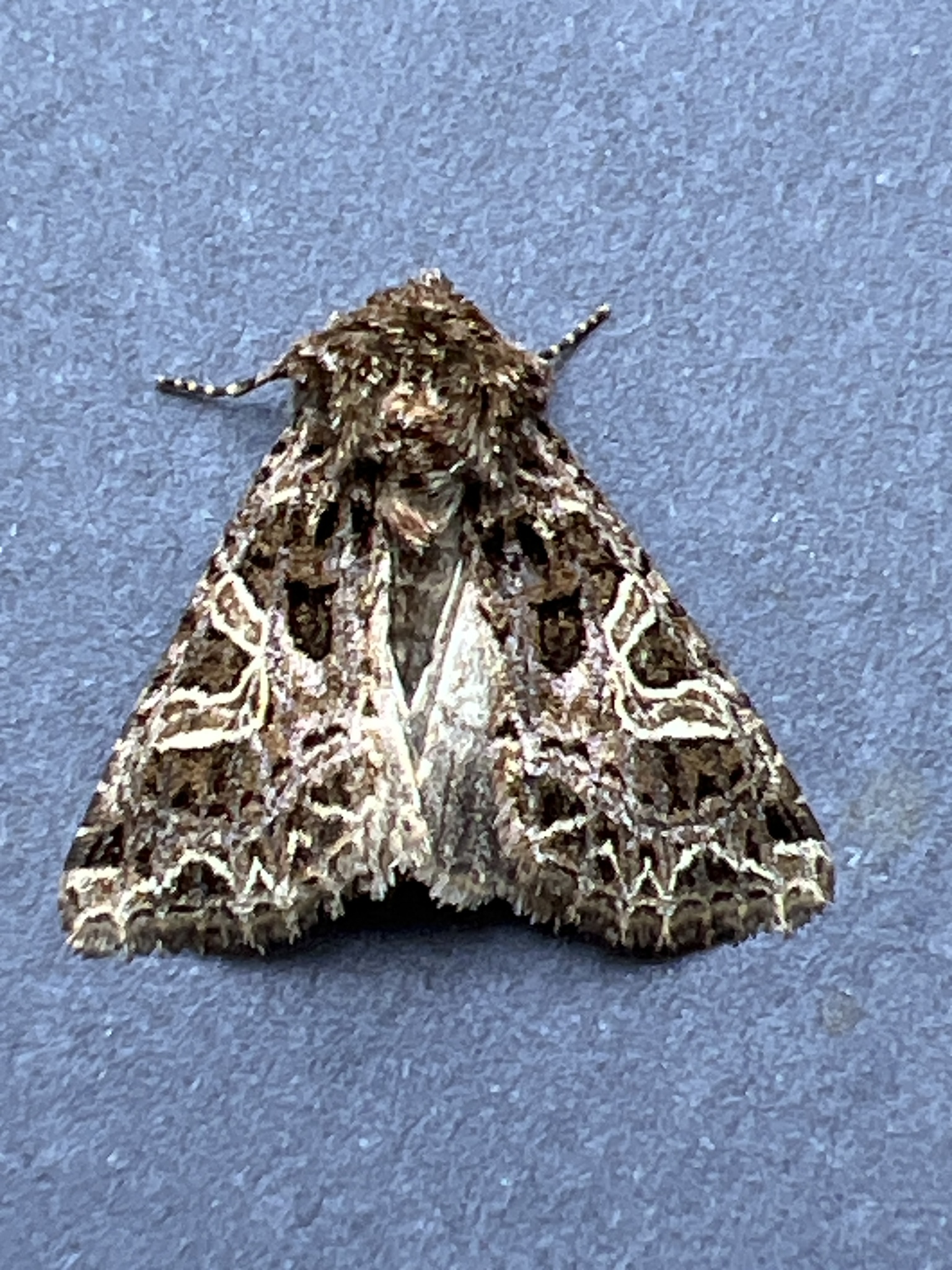 Sideridis rivularis Fabricius, 1775