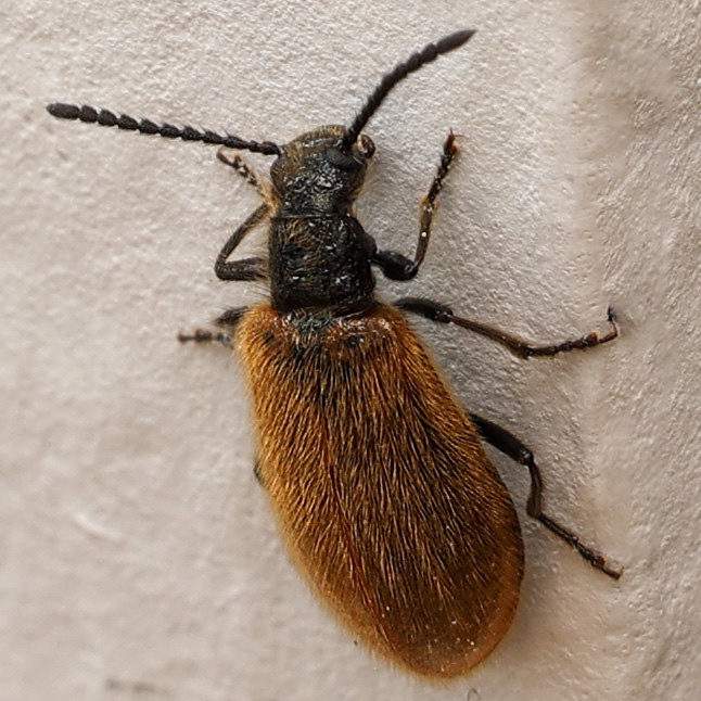 Lagria hirta (Linnaeus, 1758)