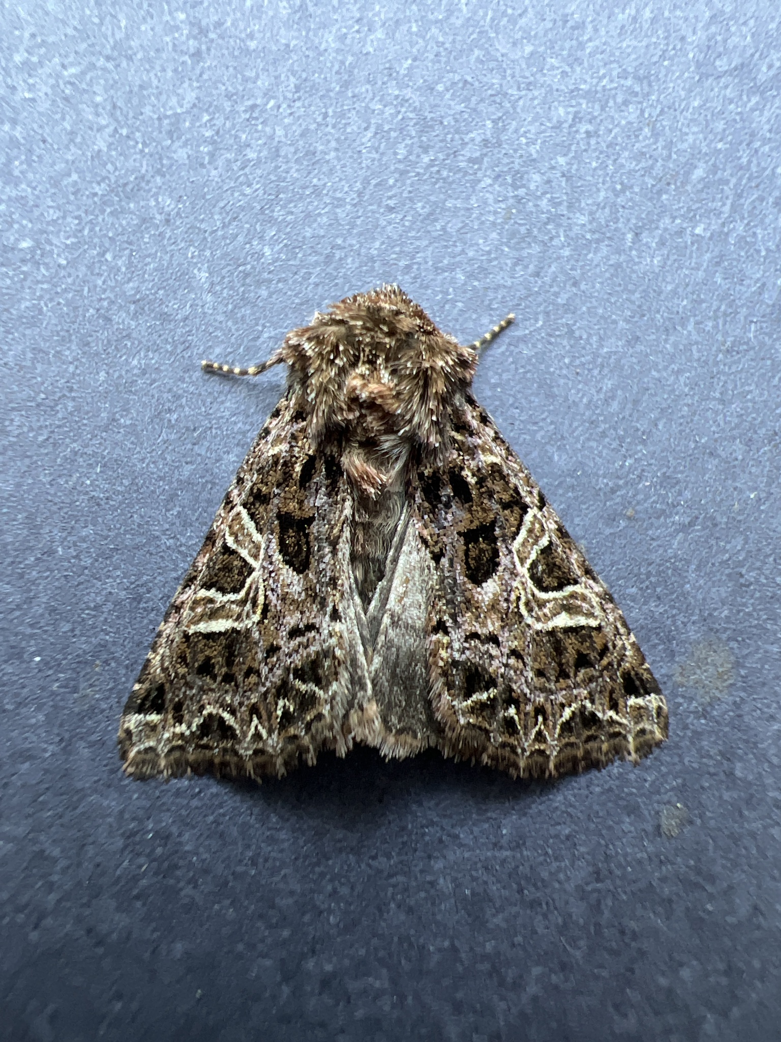 Sideridis rivularis Fabricius, 1775