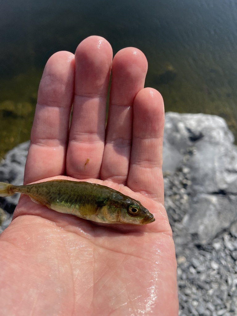 Threespine Stickleback from Priest Lake, Van Anda, BC, CA on May 17 ...